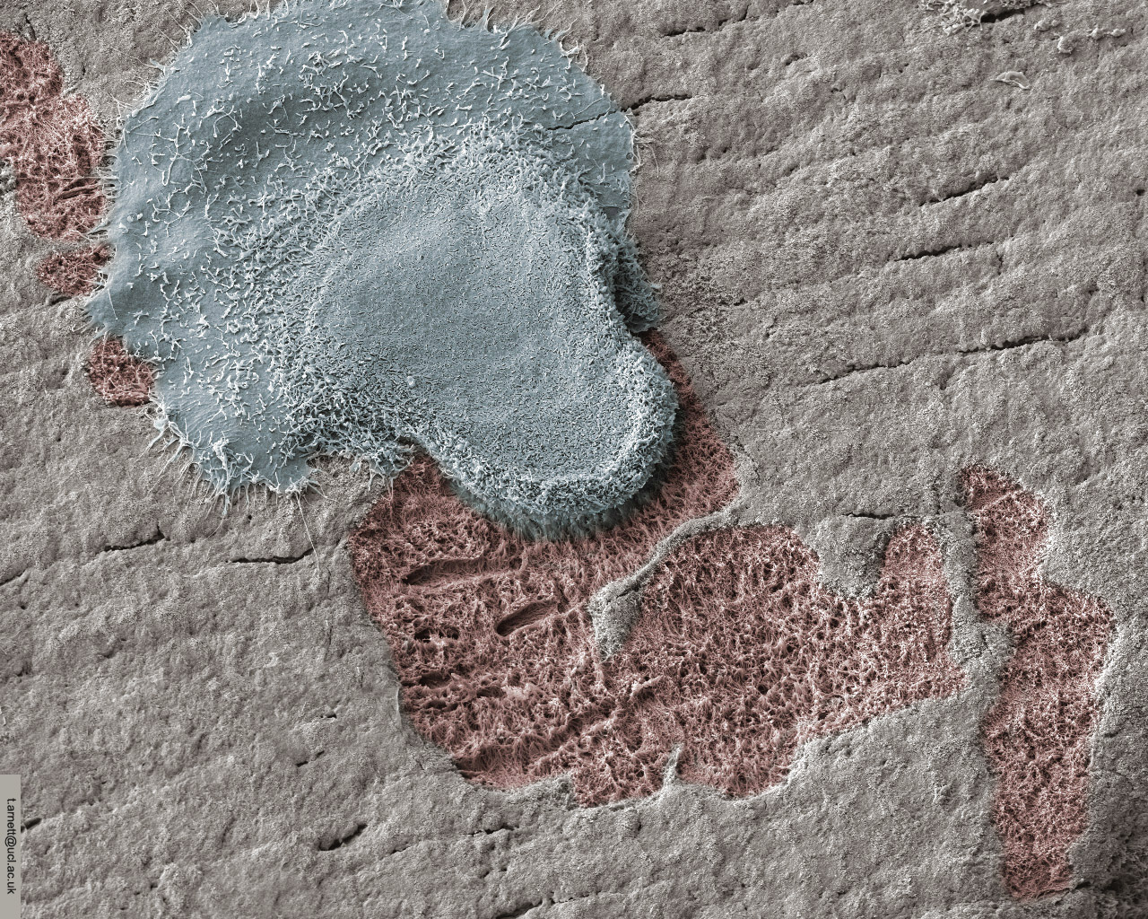 The Bloomsbury Centre for Skeletal Research